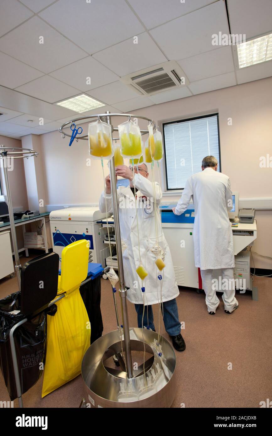 Blood plasma being filtered. Haematology technician filtering blood ...