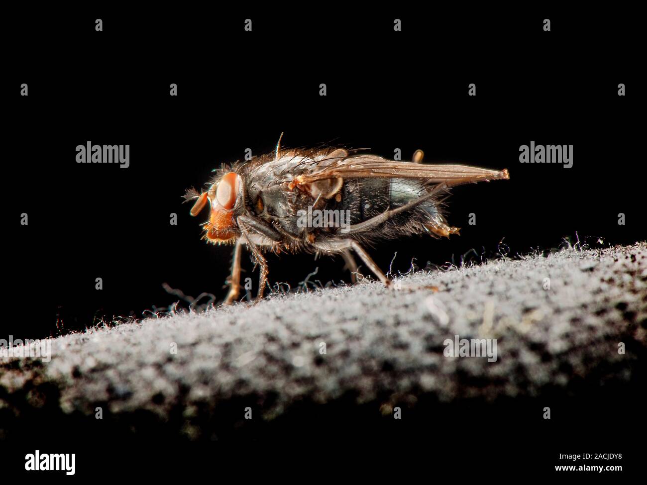 Common house fly (Musca domestica Stock Photo - Alamy