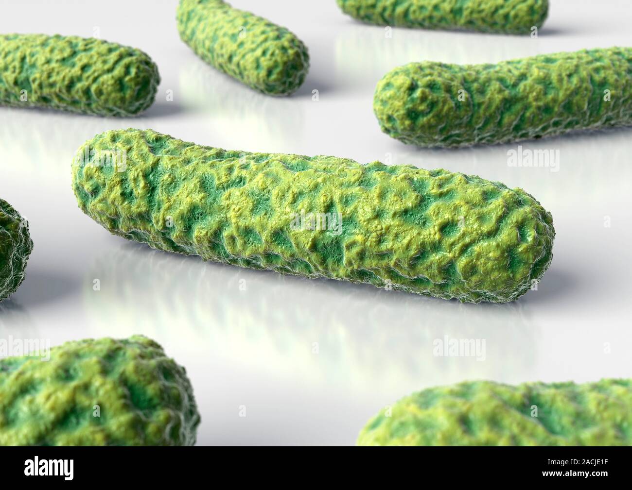 Rod-shaped bacteria, computer artwork. Typical rod-shaped bacteria ...