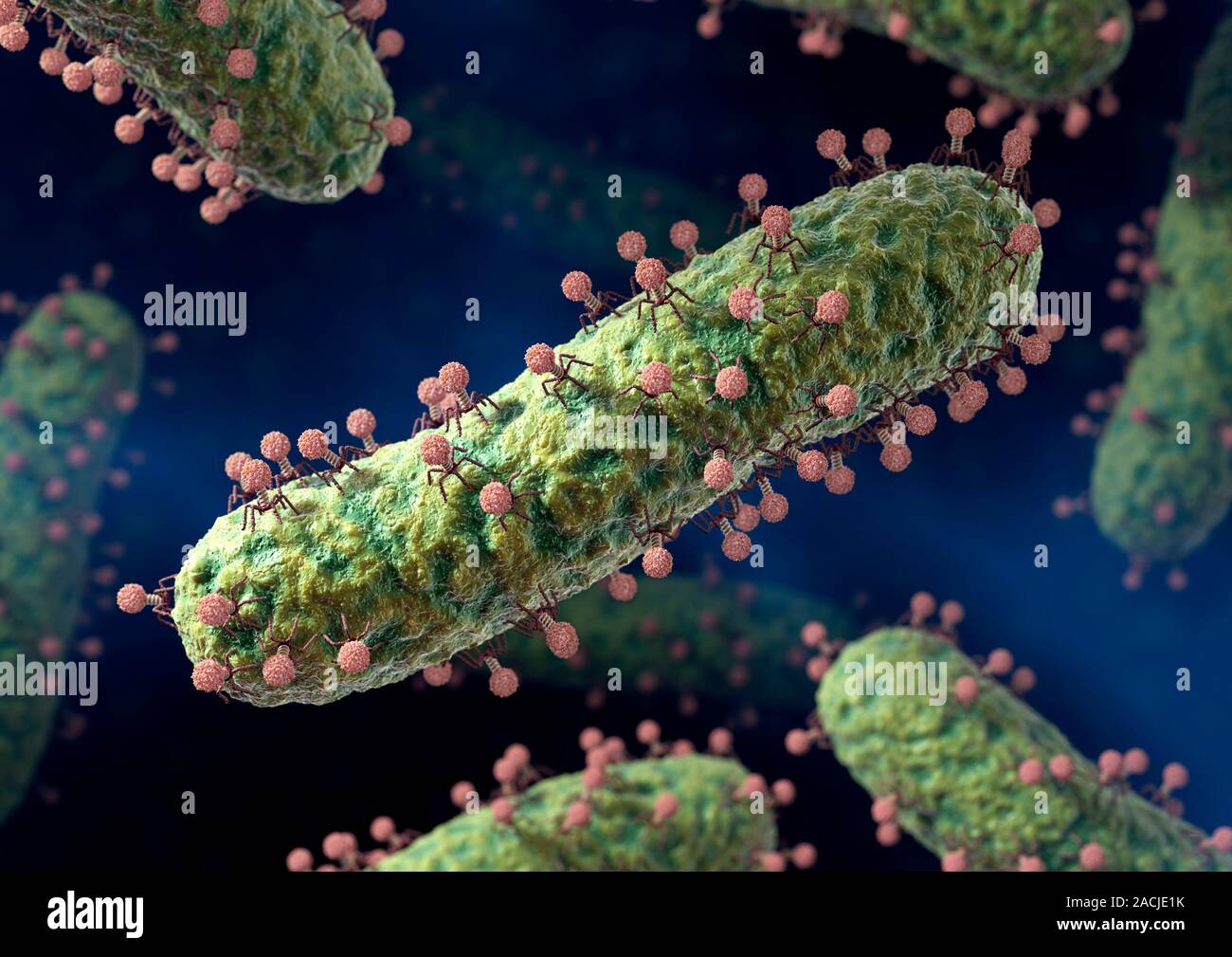 Bacteriophage, computer artwork. A bacteriophage, or phage, is a virus ...