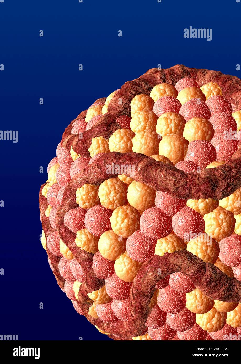 Cholesterol. Computer artwork of a ball of cholesterol. Cholesterol is ...