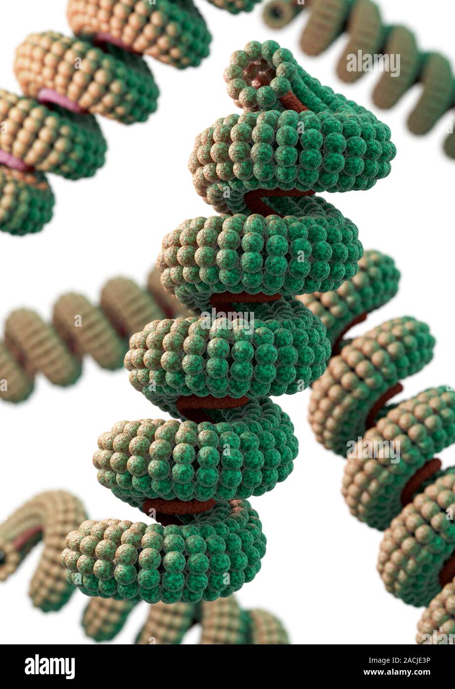 Helical virus particles, artwork. These are viruses with their capsids ...