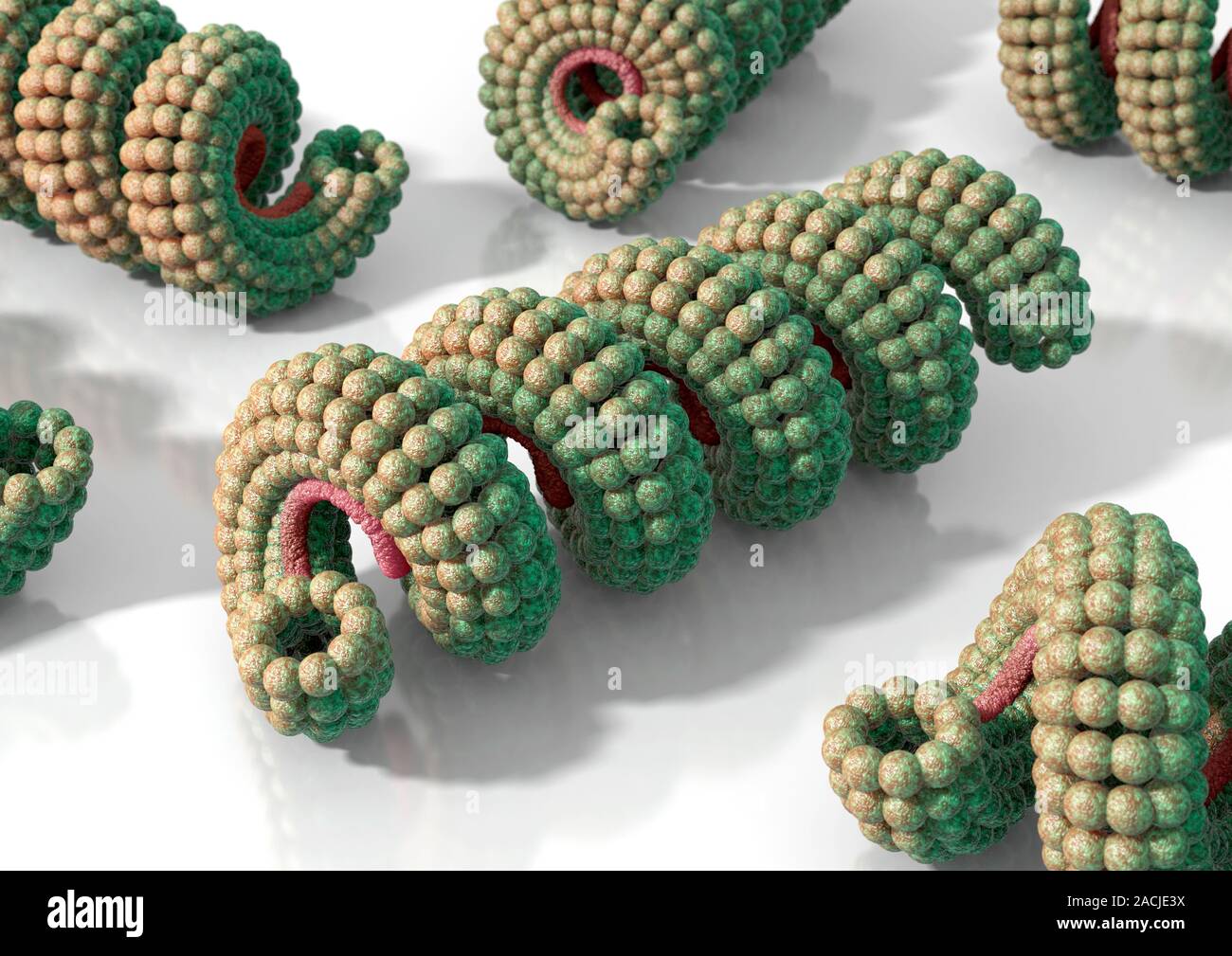 Helical virus particles, artwork. These are viruses with their capsids ...