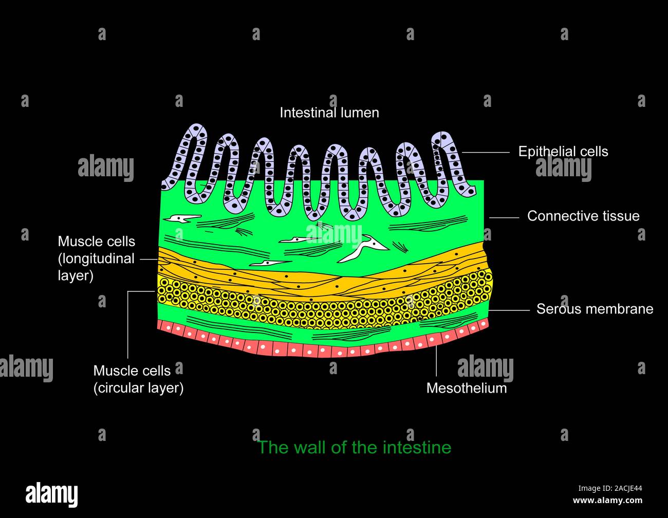 Intestine wall. Computer artwork of a section through the wall of a ...