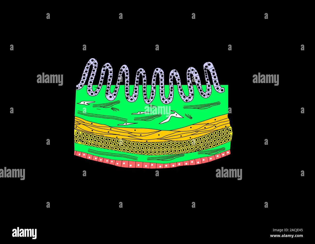 Intestine wall. Computer artwork of a section through the wall of a ...