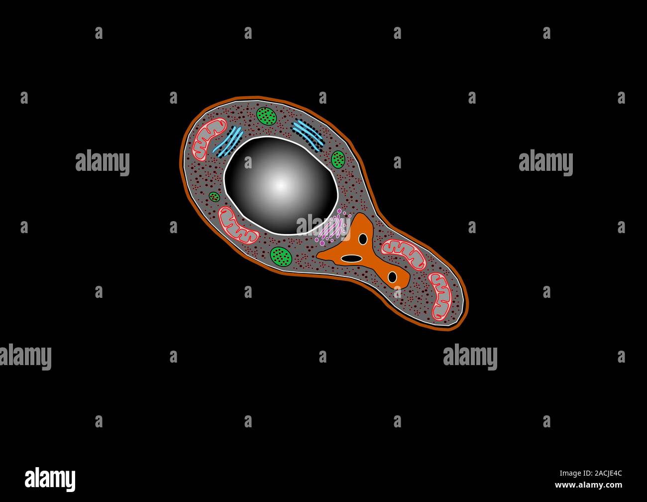 Yeast cell. Computer artwork showing the structure of a yeast cell. For ...