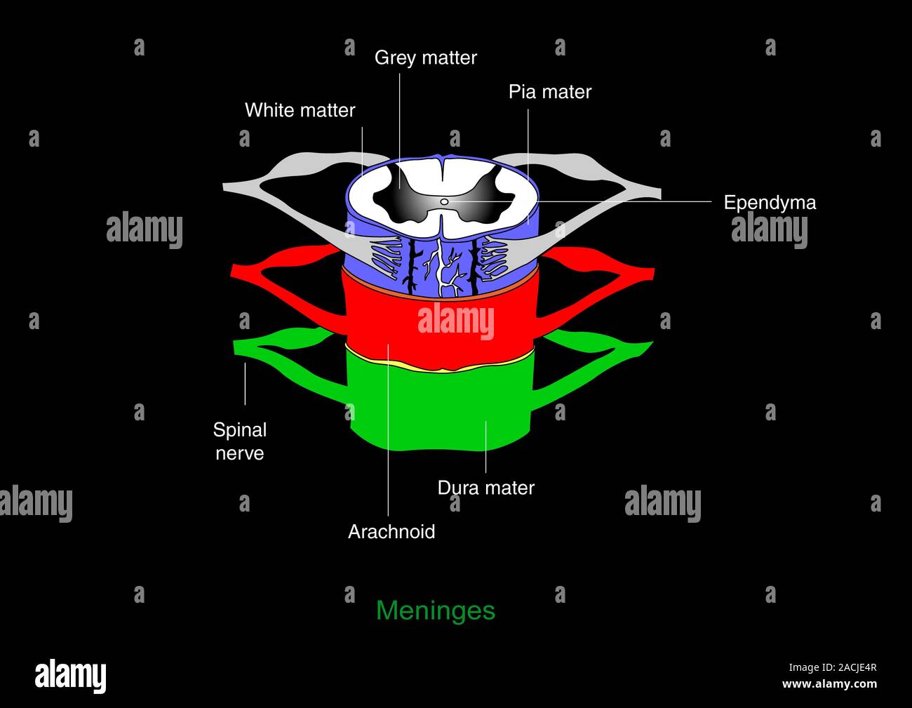 Meninges. Computer artwork showing the meninges surrounding the spinal ...