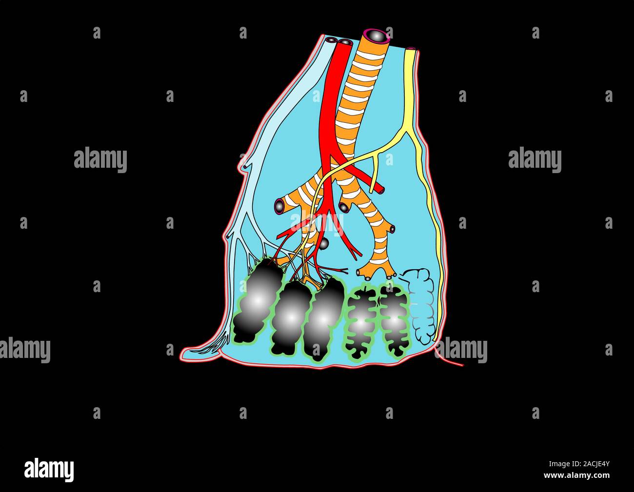Pulmonary lobule. Computer artwork of a section through an area of lung ...