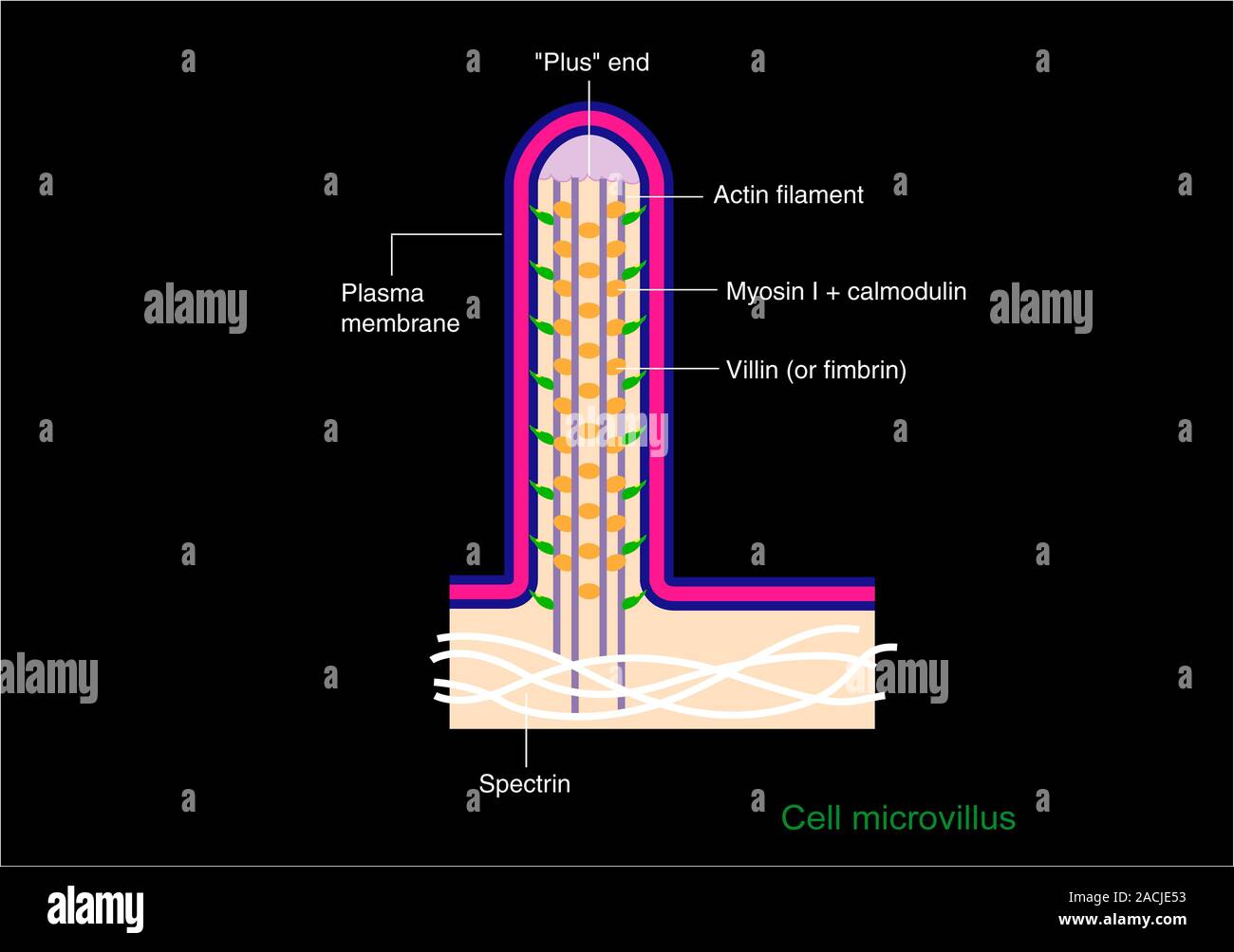 Microvillus. Computer artwork showing the structure of a microvillus at the surface of a cell ...