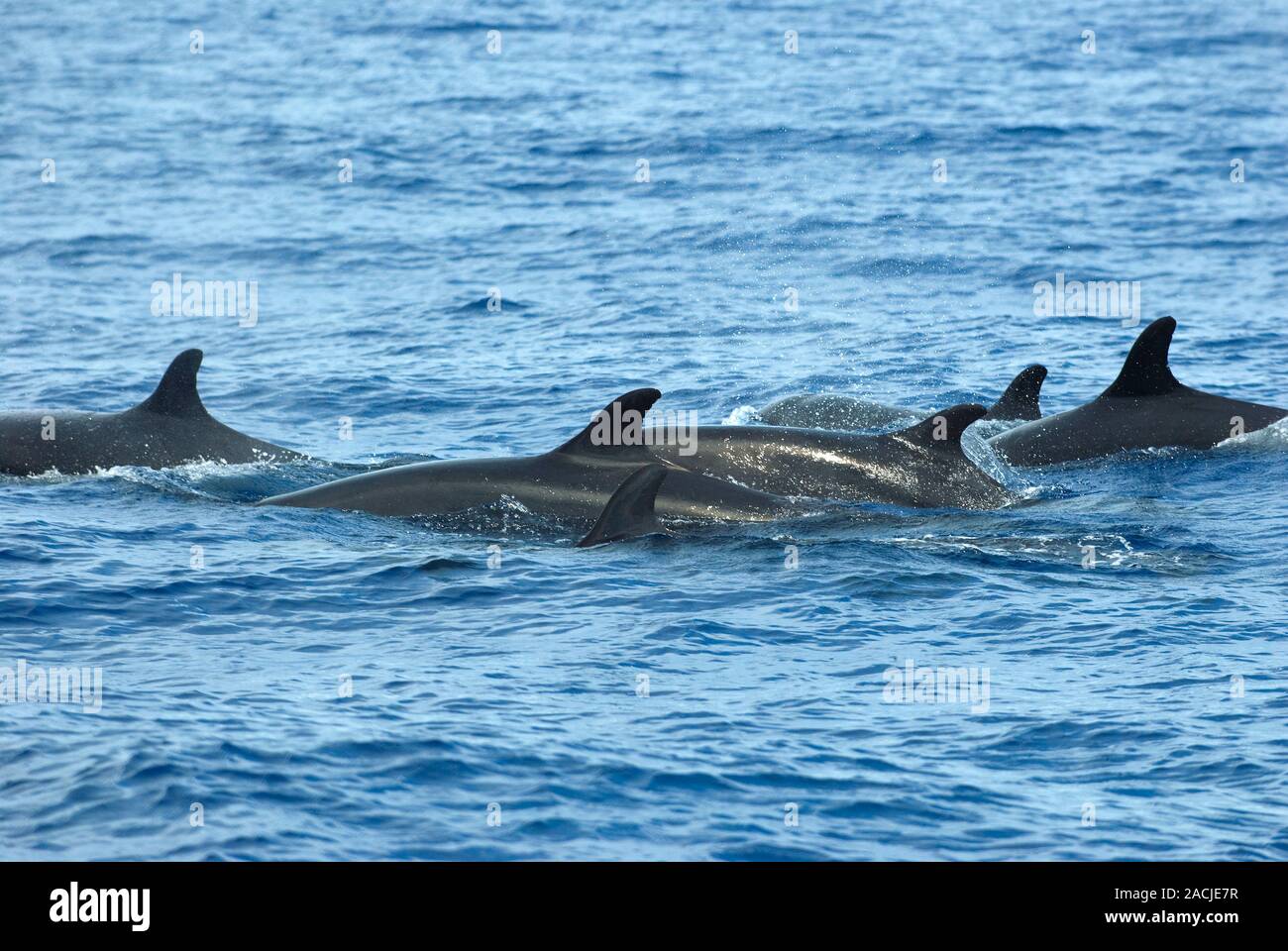 False killer whales (Pseudorca crassidens). The false killer whale ...