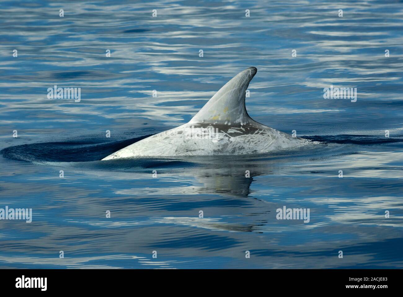 Risso's dolphin (Grampus griseus) fin. This dolphin is named after the ...