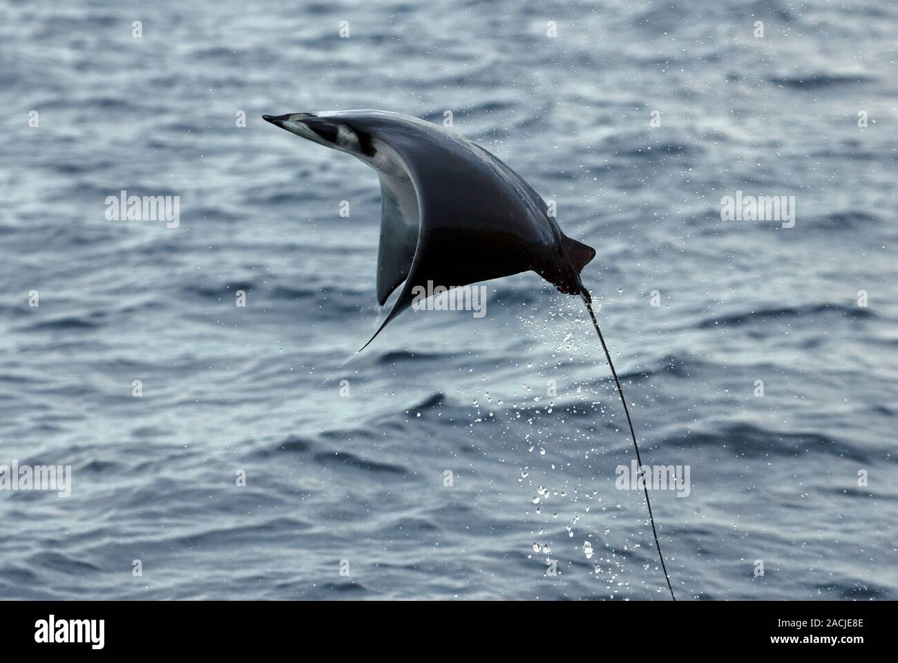 Mobula ray (Mobula japonica) leaping clear of the water. Rays, a type ...