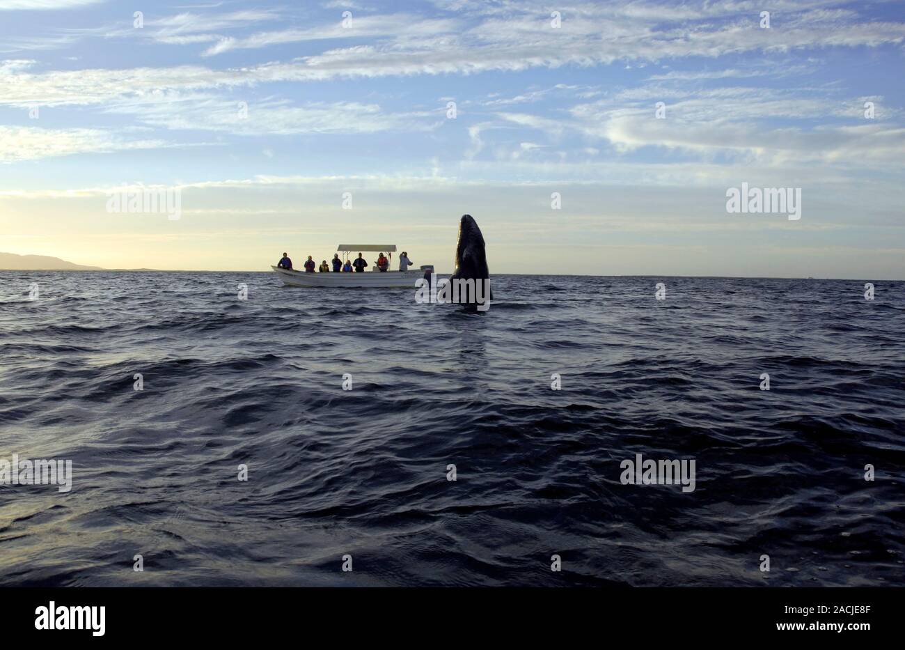 Whale tourism. Grey whale (Eschrichtius robustus) spyhopping in front ...