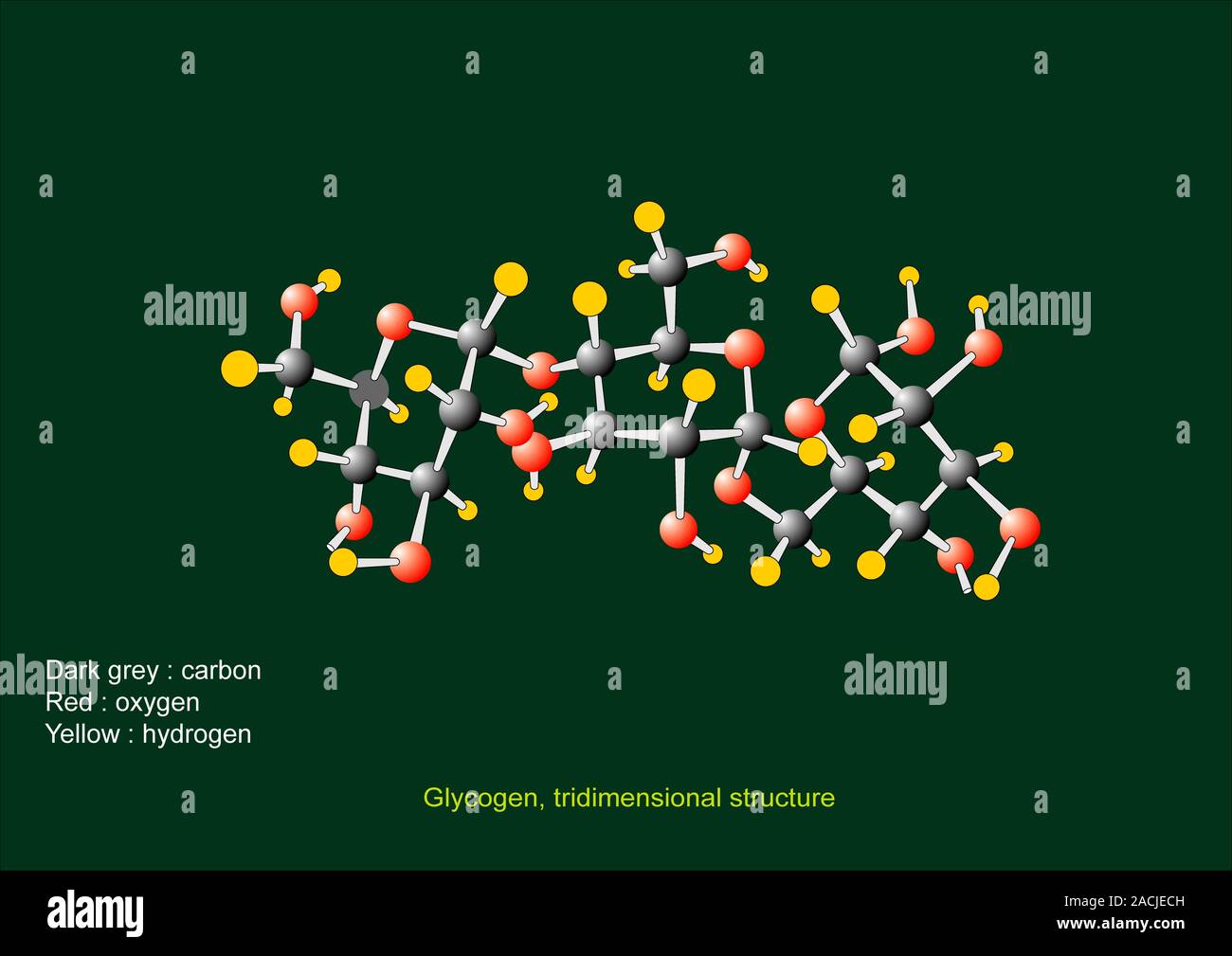Glycogen units, molecular model. Glycogen is made from many glucose ...