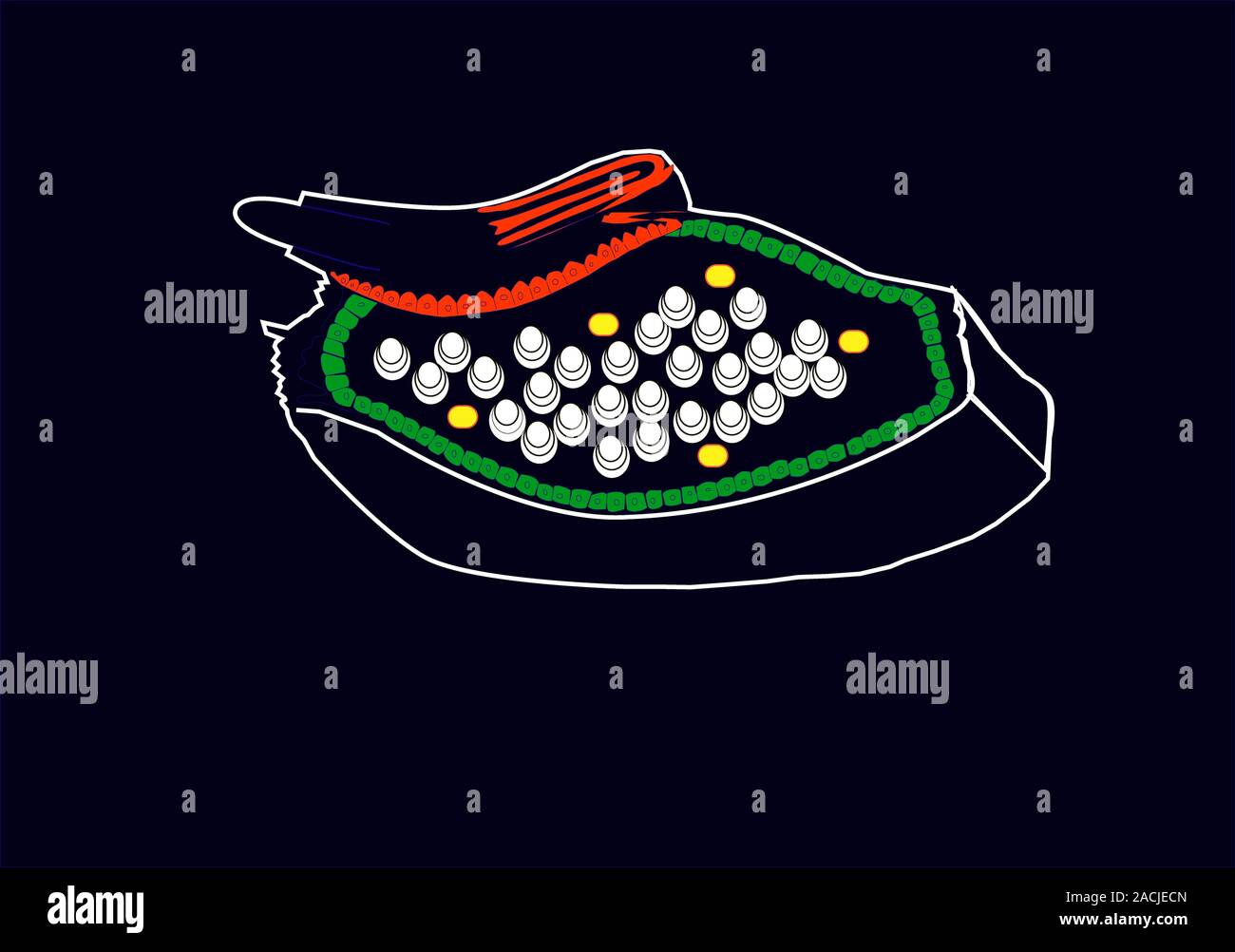 Seed structure. Artwork showing the anatomical structure of a seed ...