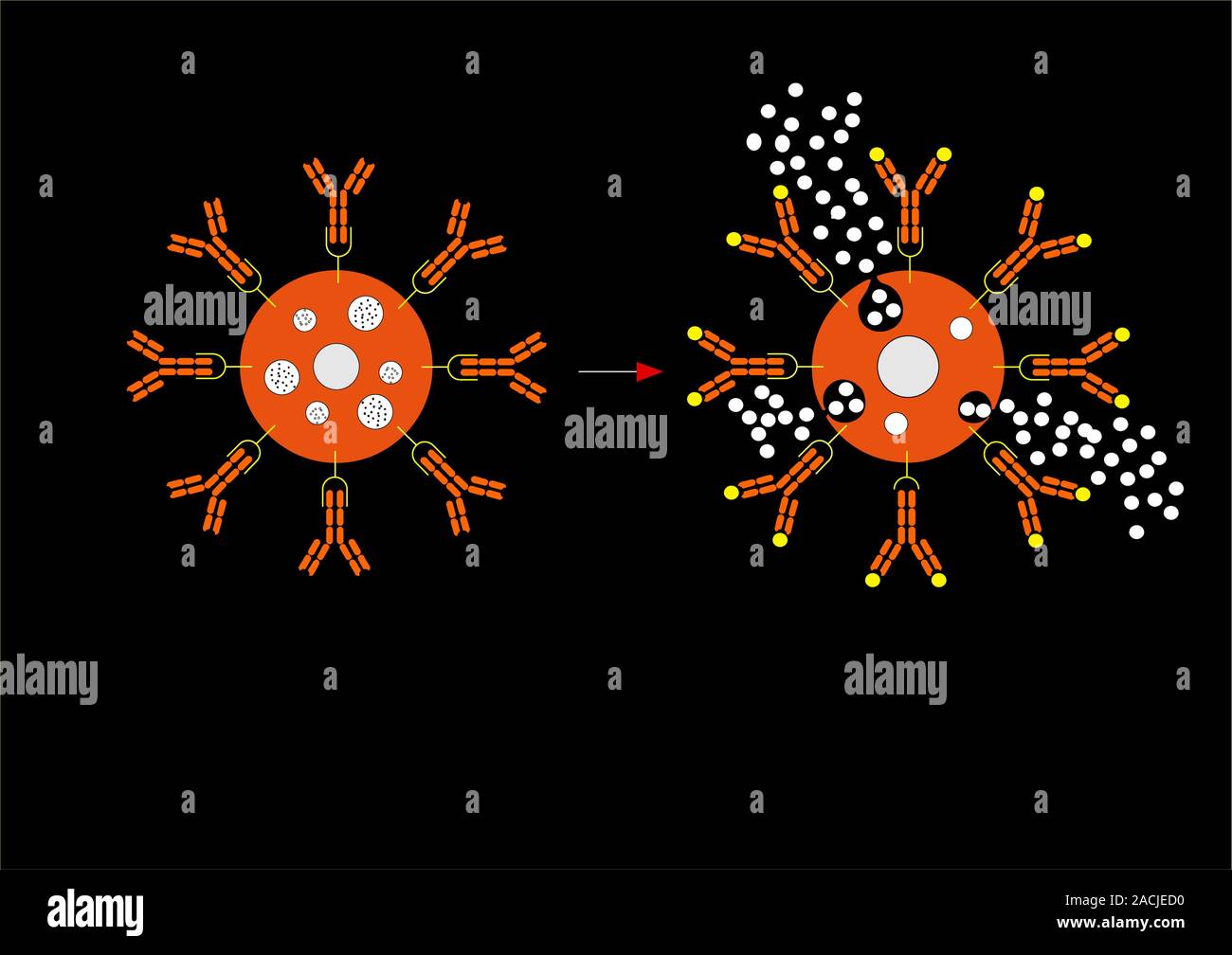 Histamine allergic reaction. Artwork showing the process that leads to the release of histamine ...