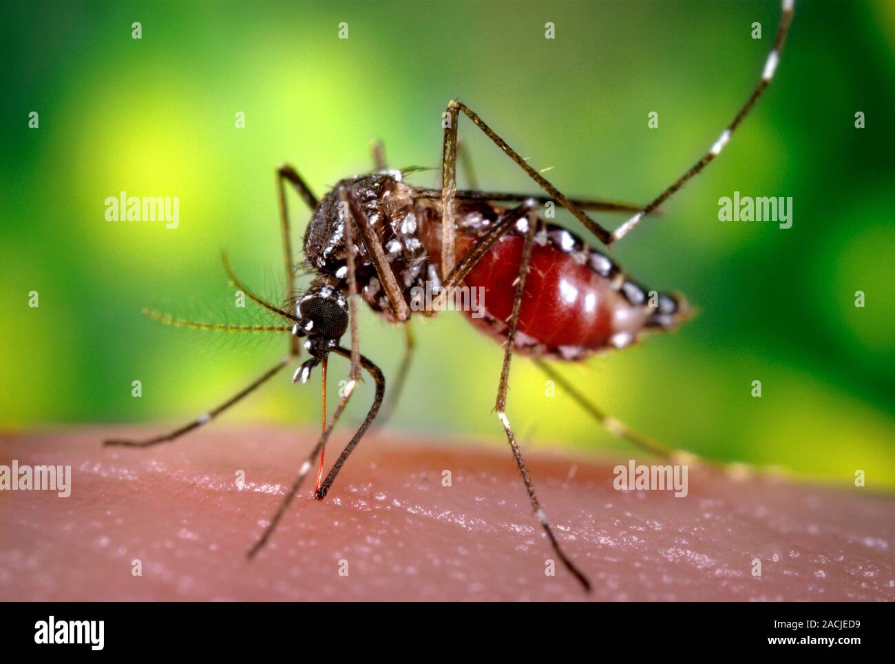 Feeding mosquito. Female Aedes aegypti mosquito feeding on human blood ...