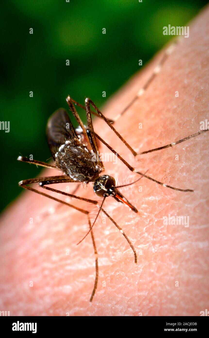 Feeding mosquito. Female Aedes aegypti mosquito feeding on human blood ...