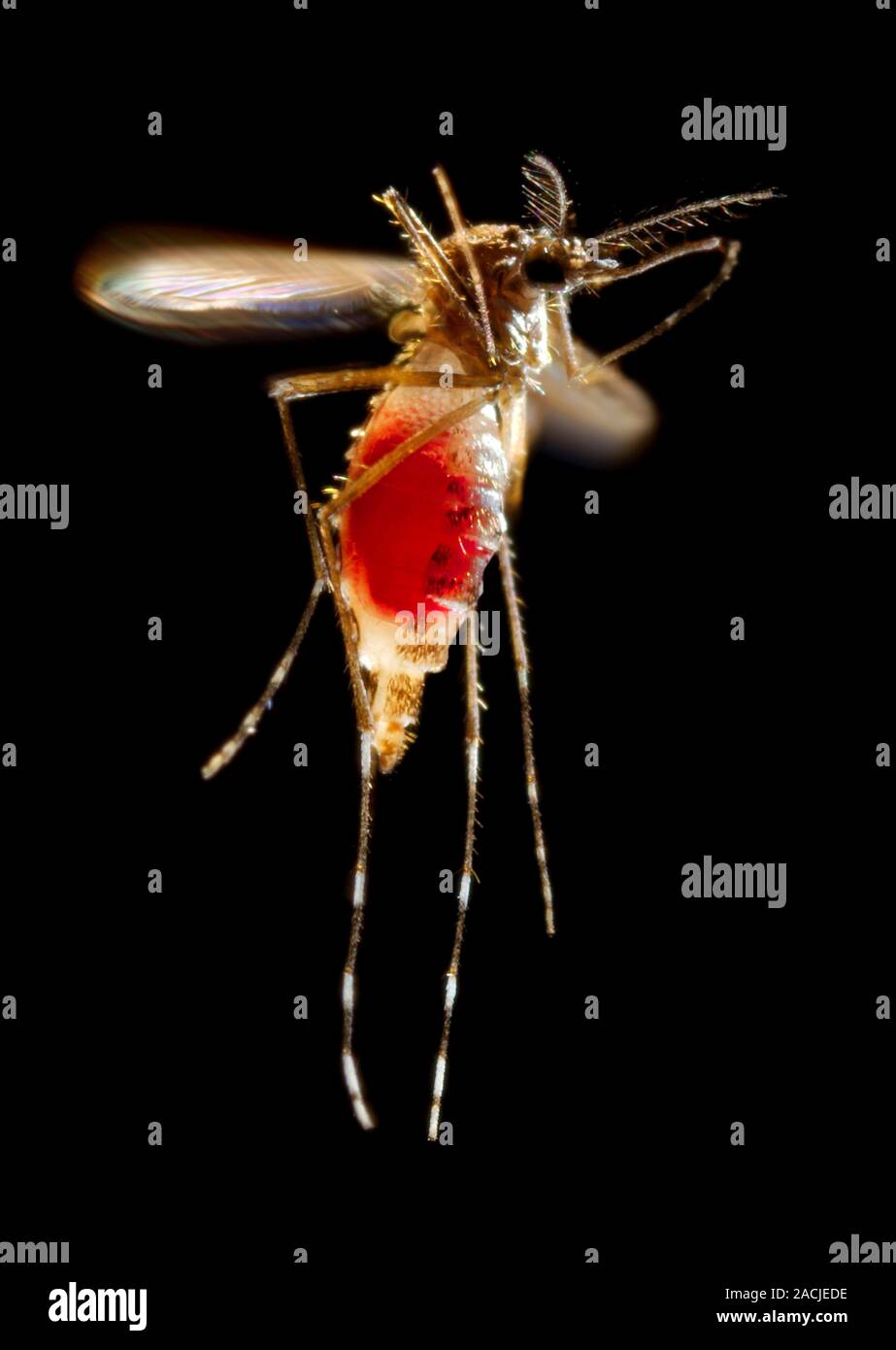 Mosquito taking flight. Female Aedes aegypti mosquito taking flight ...