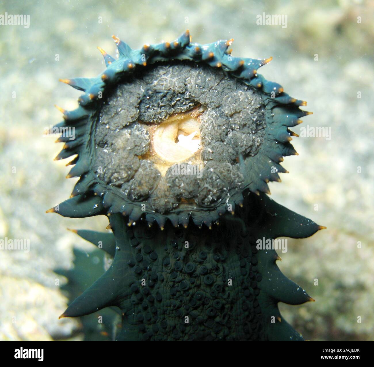 Sea cucumber. Close-up of a sea cucumber (Stichopus chloronotus) on the ...