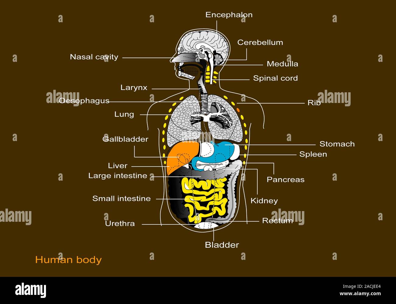Human internal organs. Diagram showing the human internal organs in the ...