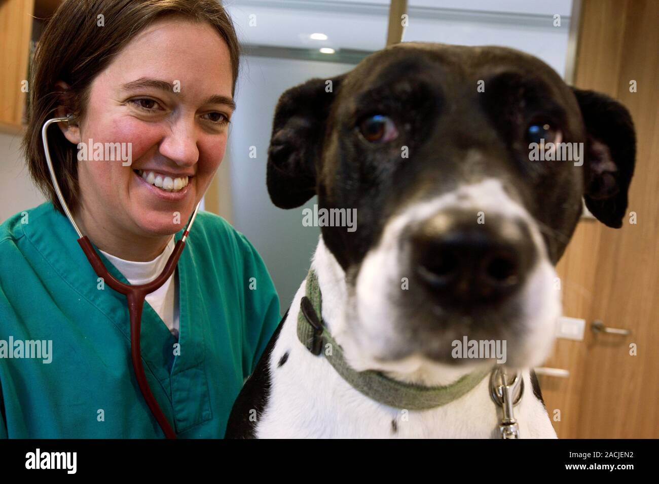 Vet examining a dog Stock Photo - Alamy