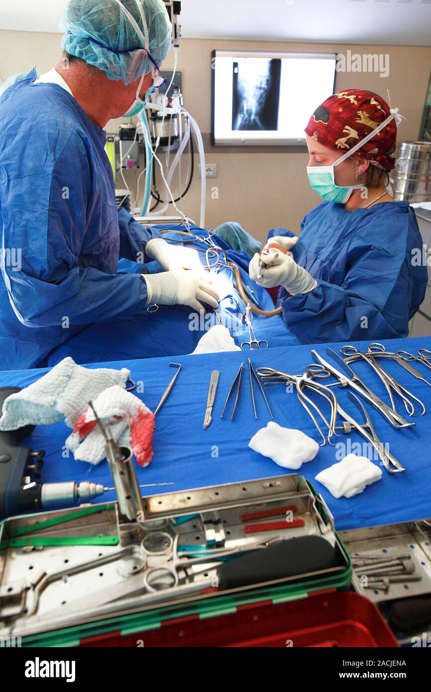 Veterinary surgery. Vets operating on an animal Stock Photo - Alamy