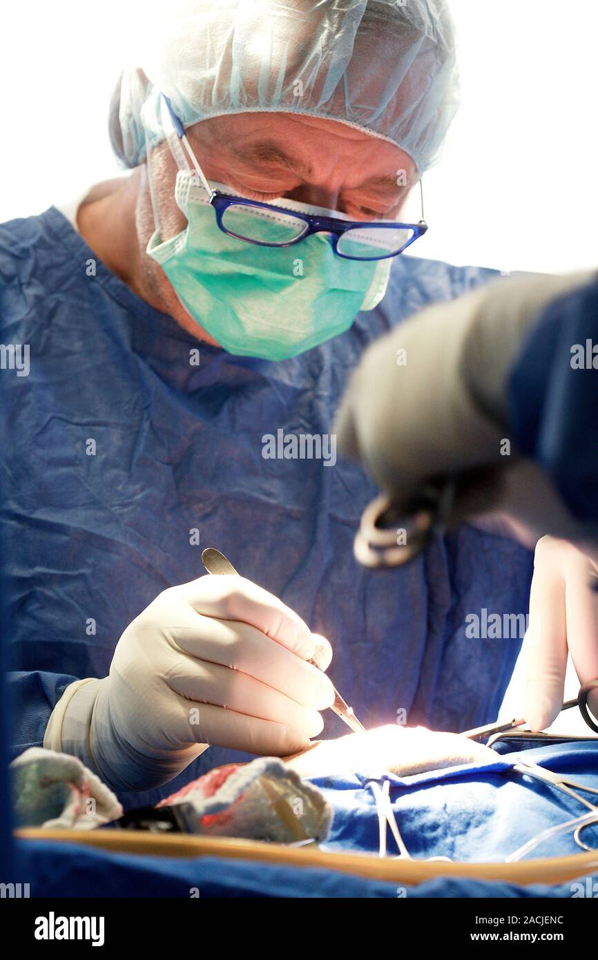 Veterinary surgery. Vets operating on an animal Stock Photo - Alamy