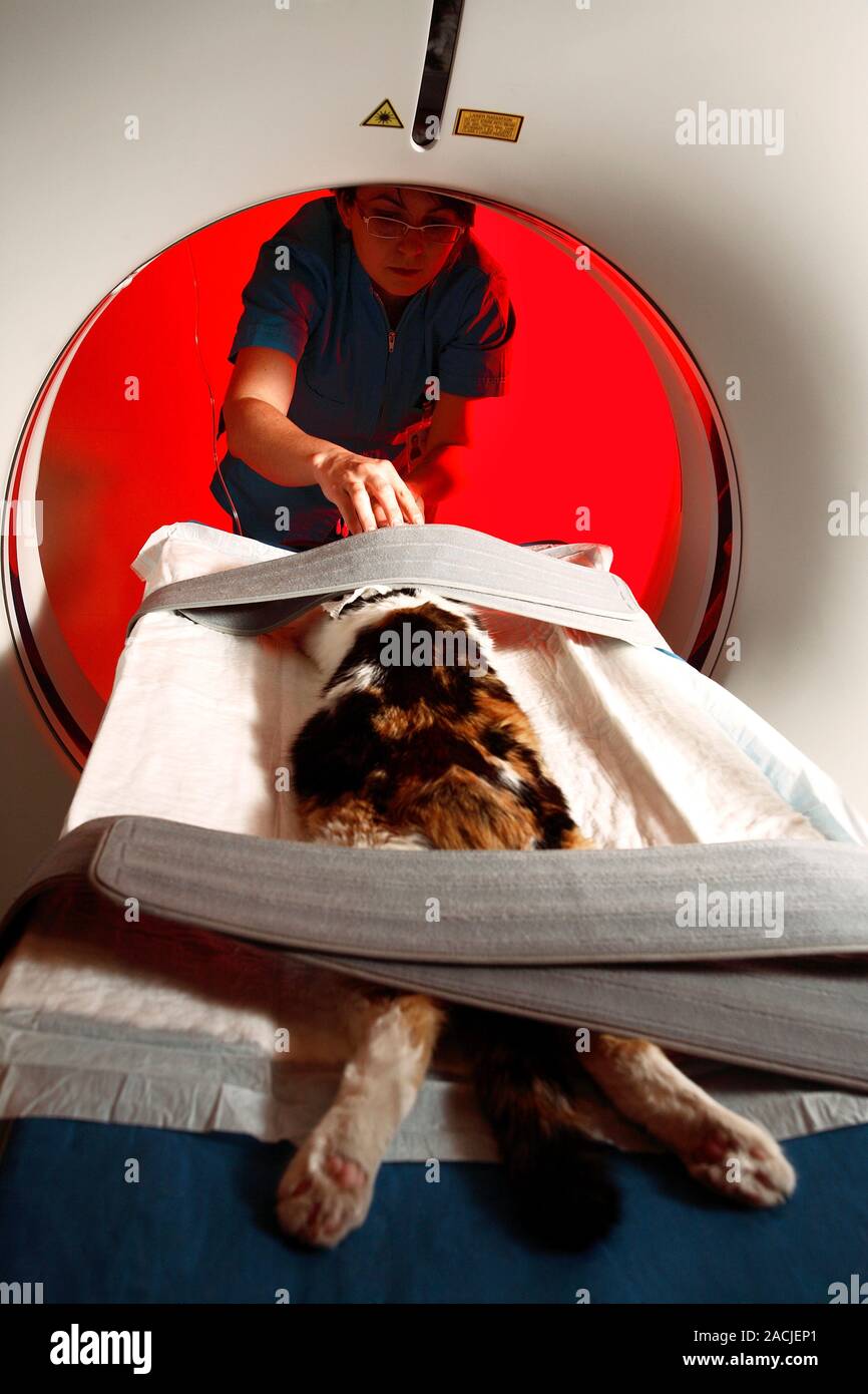 Veterinary CT scan. Vet using a CT (computed tomography) scanner on a ...