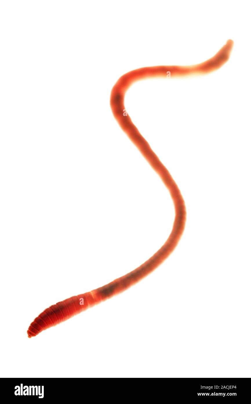 Earthworm (order Haplotaxida). This is an annelid worm that inhabits ...
