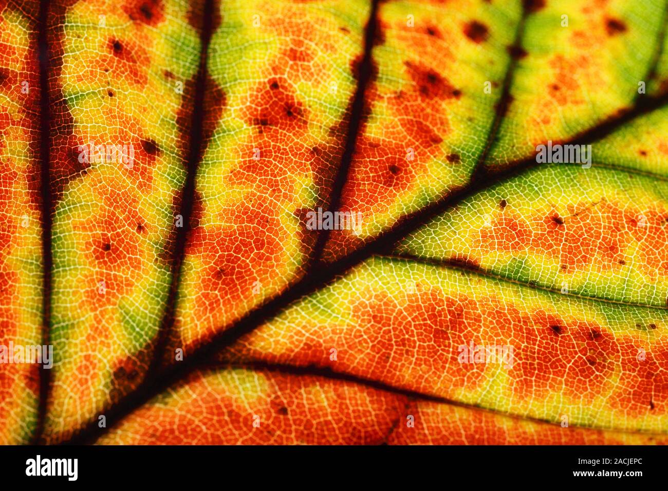 Backlit autumnal leaf. Close-up of a leaf that has lost it's green ...