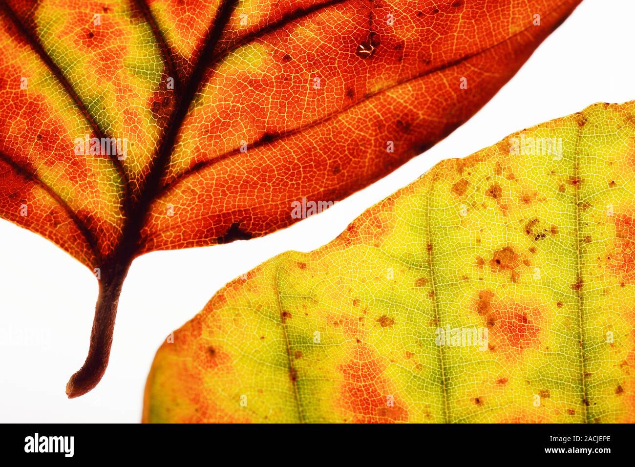 Backlit autumnal leaves. Close-up of leaves that have lost their green ...