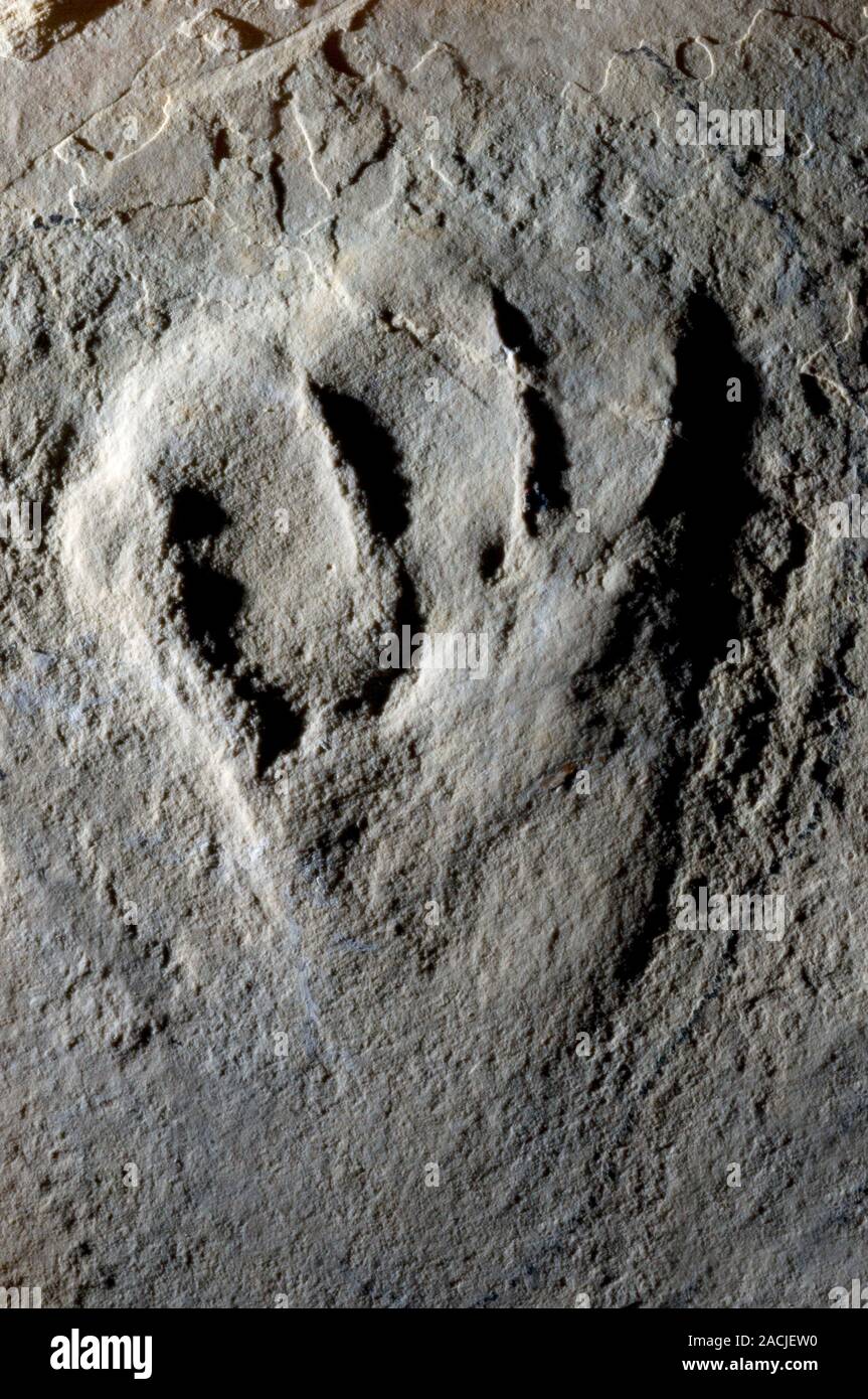 Fossilised pterosaur footprint. Fossilised remains of a footprint made ...