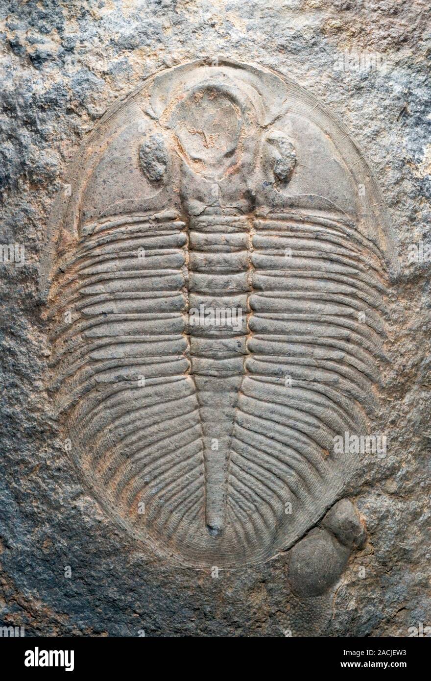 Trilobite fossil. Trilobites are extinct hard-shelled, segmented ...