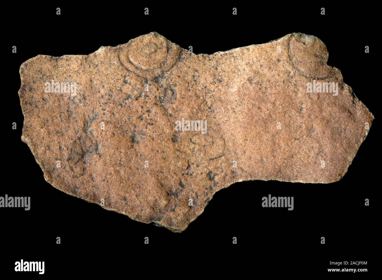 Fossilised prehistoric aquatic organism. Fossilised remains (circles ... Fossilised prehistoric aquatic organism. Fossilised remains (circles ...