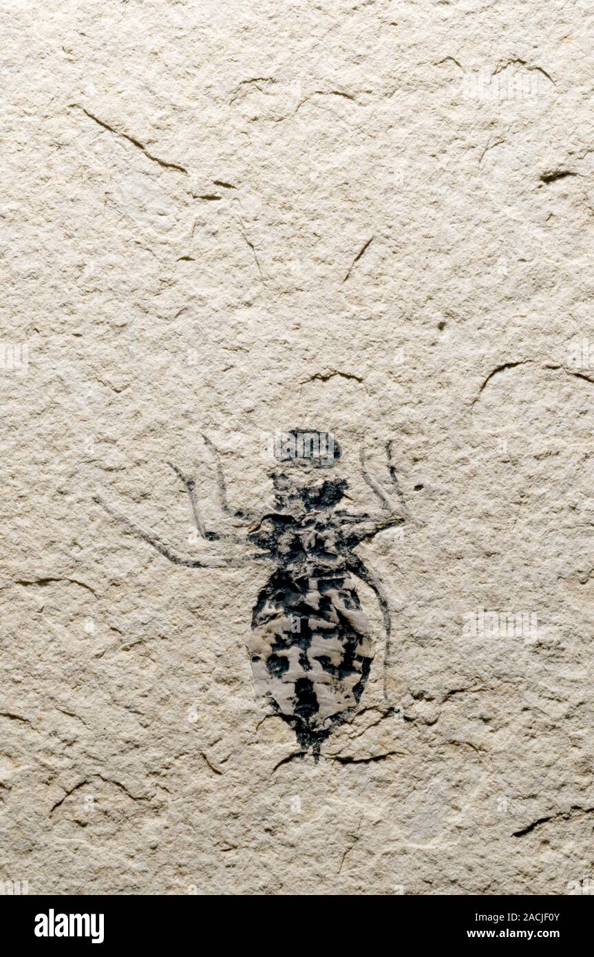 Dragonfly larva fossil. Fossilised remains of a Libellula doris ...