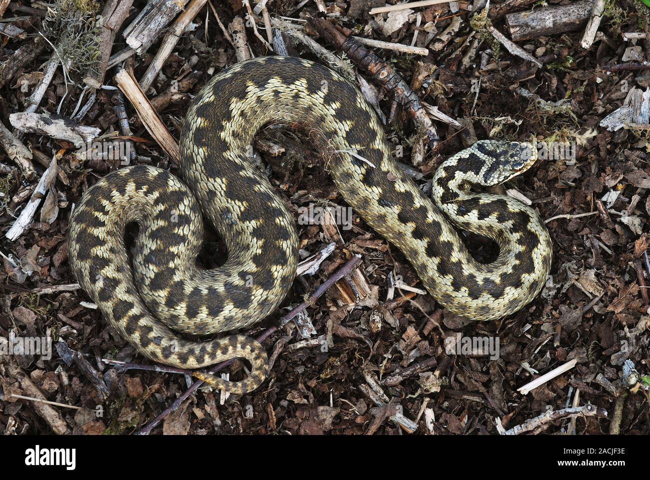 Common adder (Vipera berus berus). Photographed on Dorset, UK, in June ...