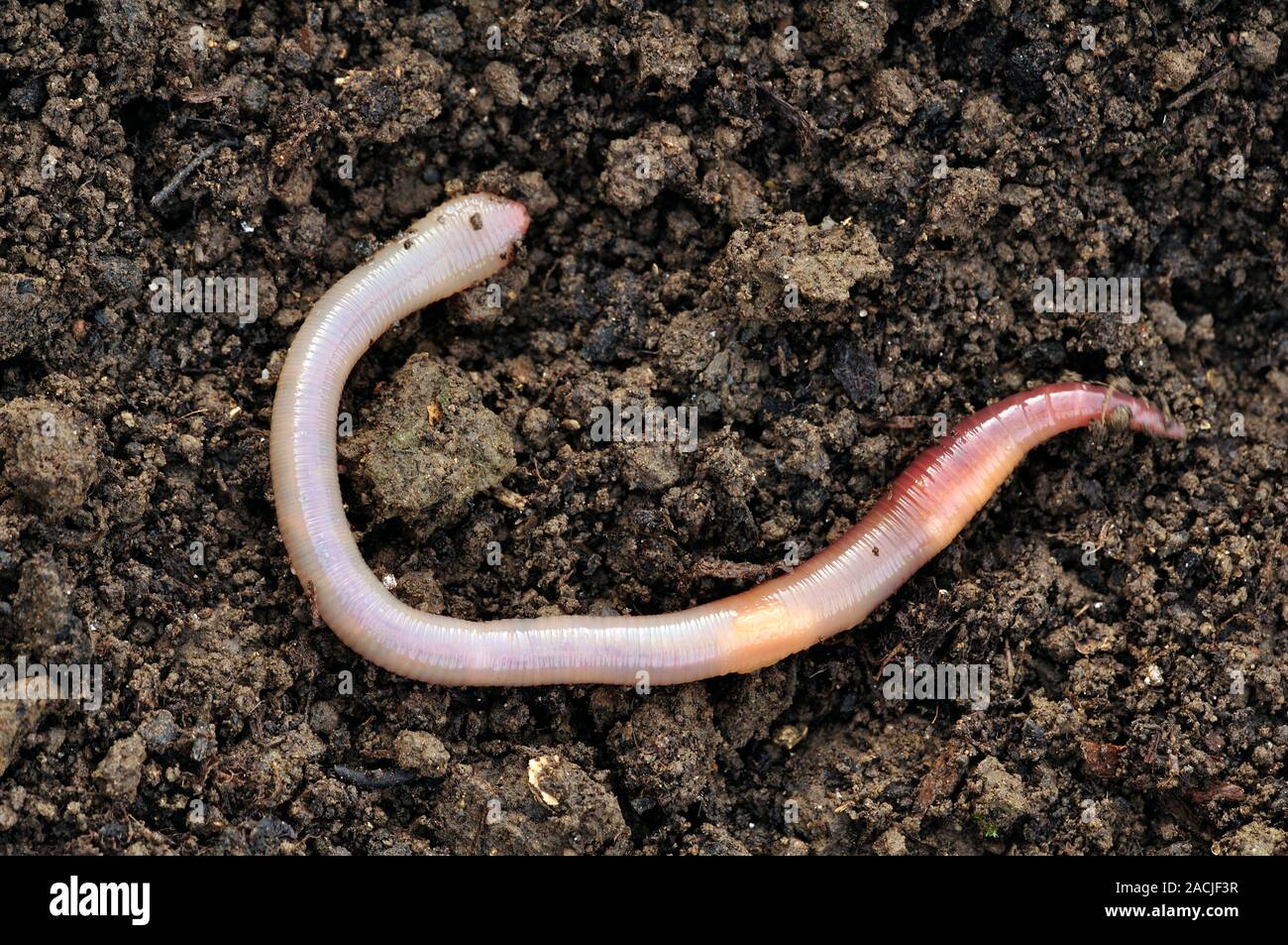 Common earthworm (Lumbricus terrestris). This is an annelid worm that ...