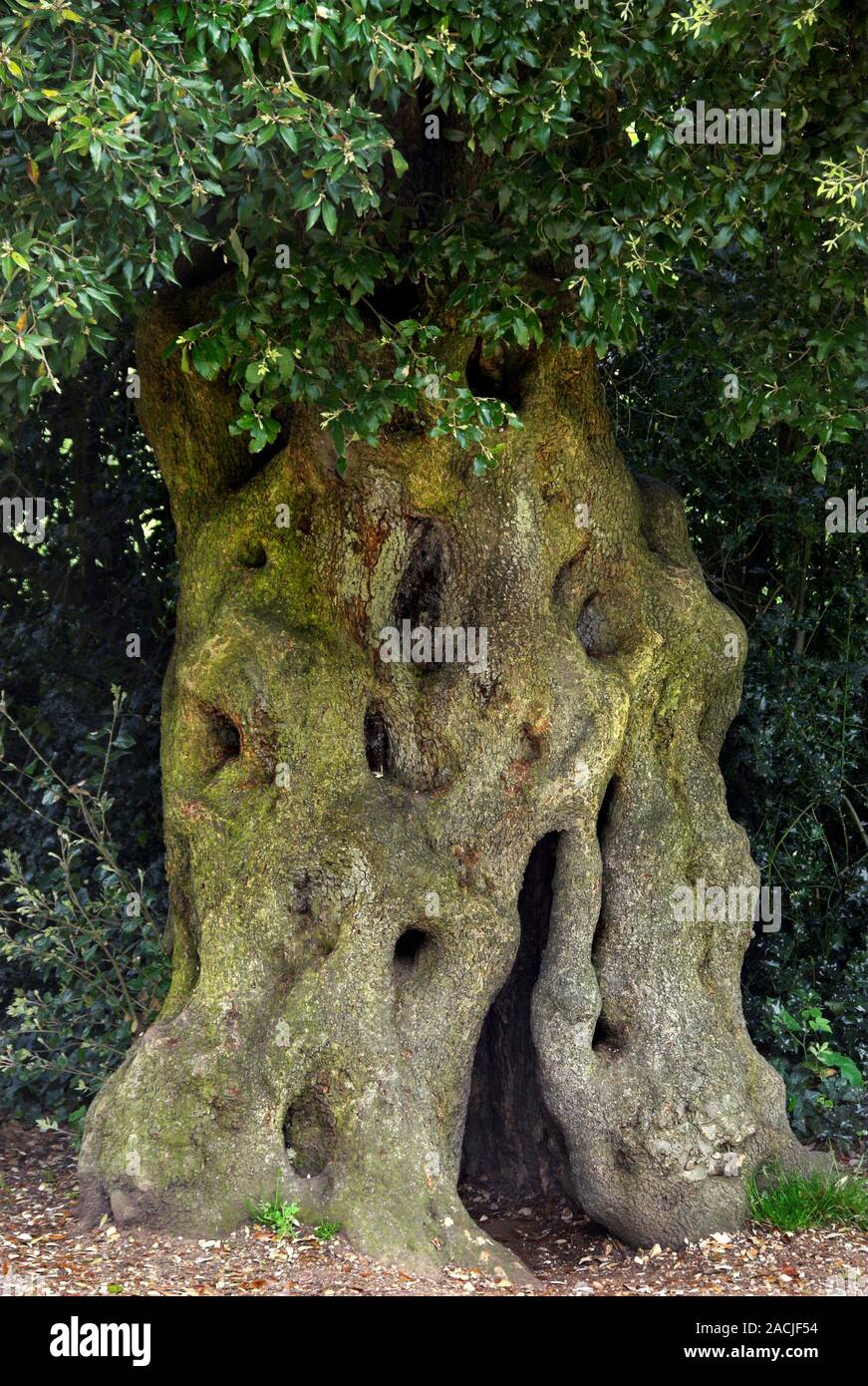 Holm oak (Quercus ilex) tree trunk. Photographed in Upton Country Park ...