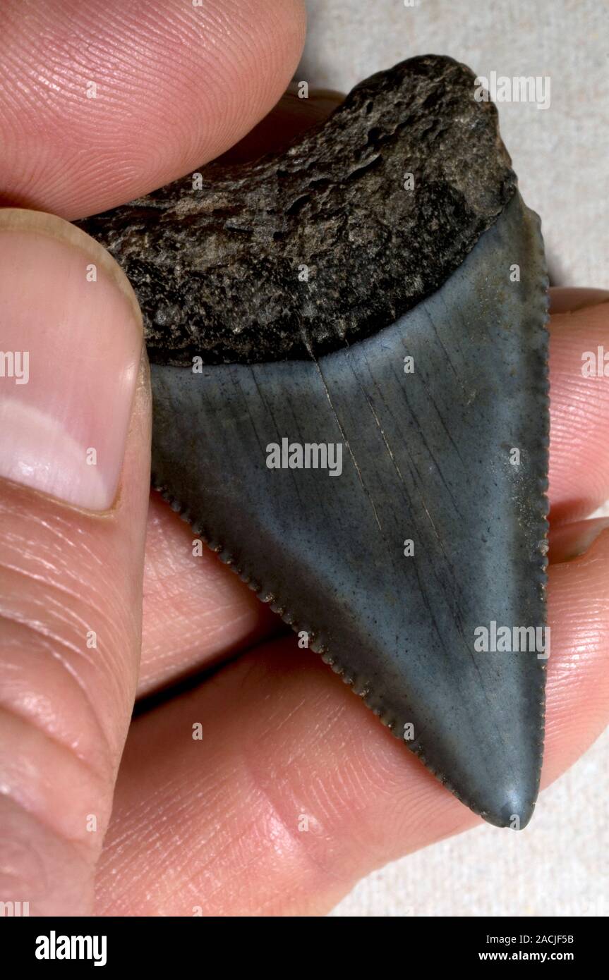Great white shark (Carcharodon carcharias ) tooth fossil. This tooth ...