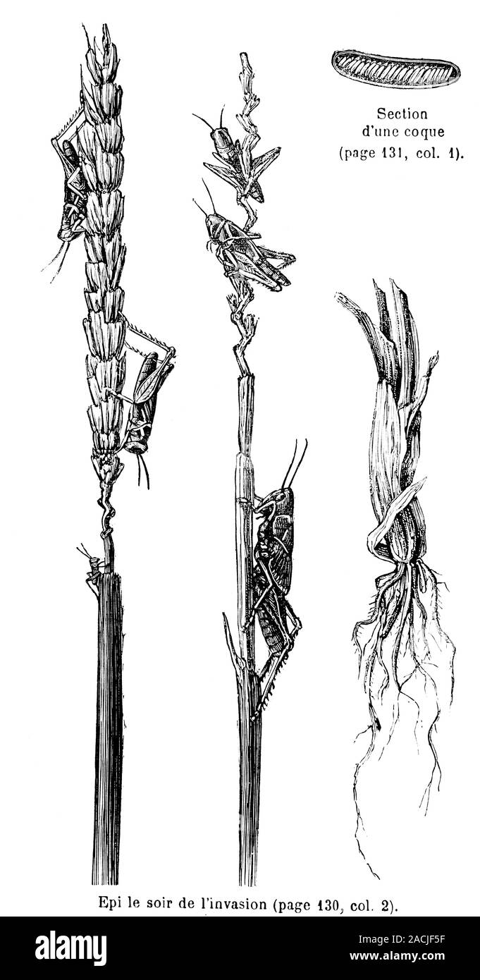 Locusts destroying crops. Historical artwork showing the various stages ...