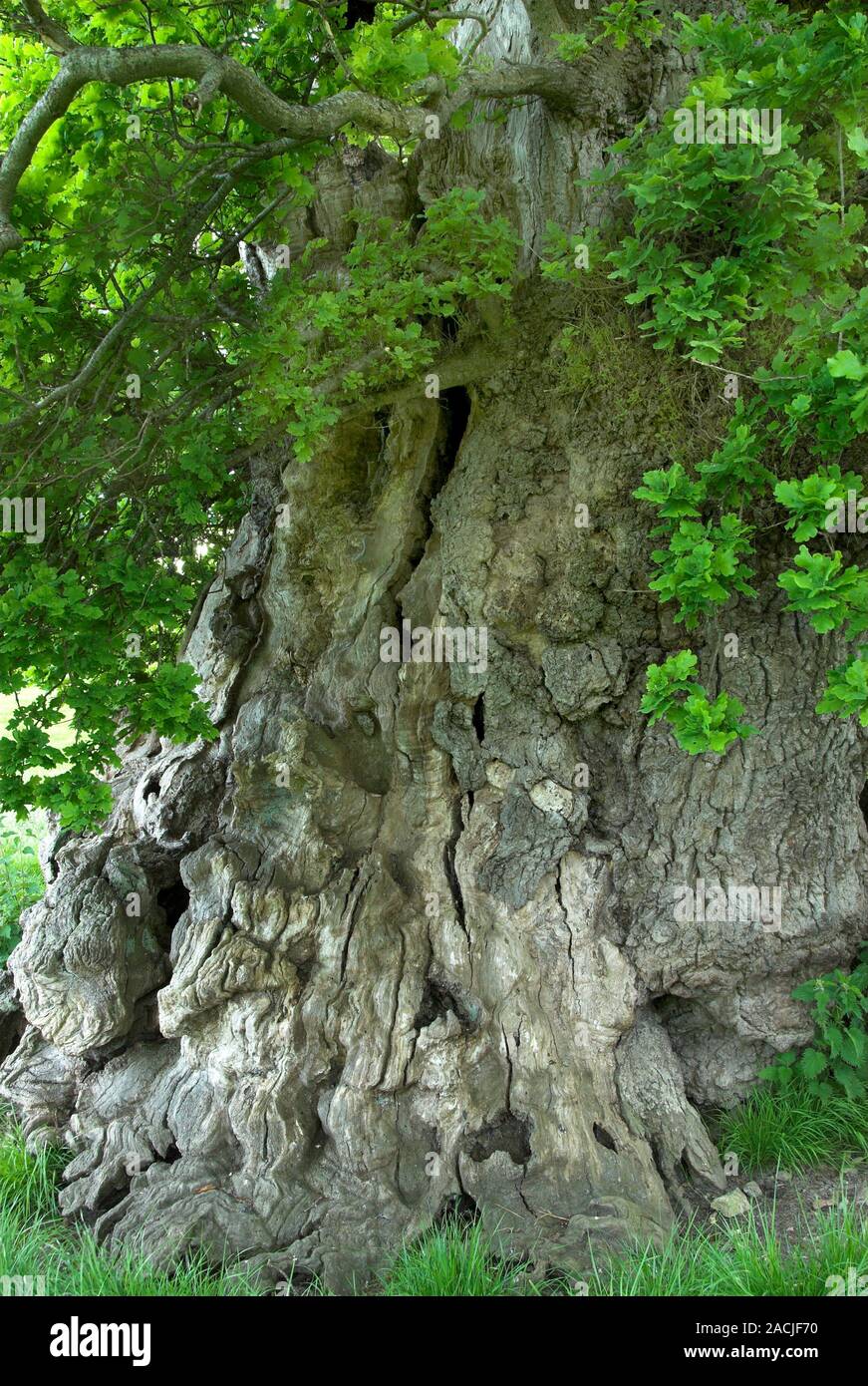 Ancient English oak (Quercus robur) tree. This ancient oak tree, called ...