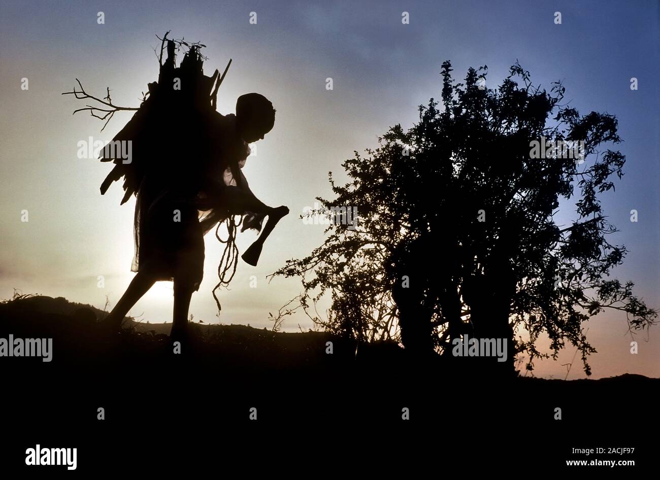 Ethiopian deforestation. Silhouette of a woman carrying firewood ...