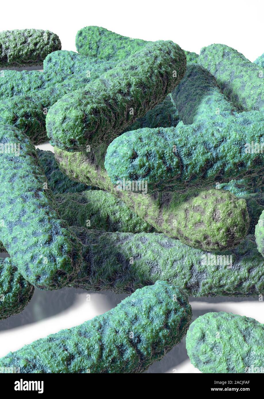 Rod-shaped bacteria, computer artwork. Typical rod-shaped bacteria ...