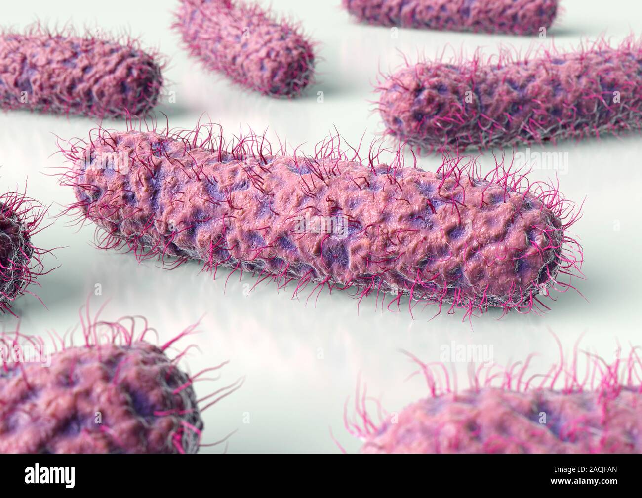 Rod-shaped bacteria. Computer artwork of typical ciliated (with hairs ...