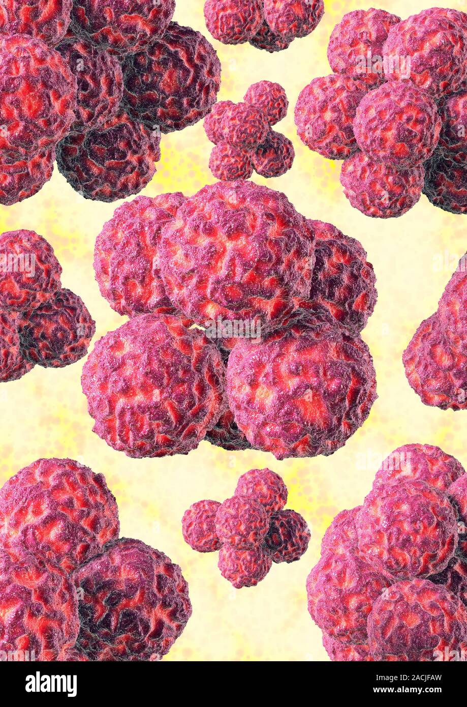 MRSA bacteria. Computer artwork of clusters of methicillin-resistant ...