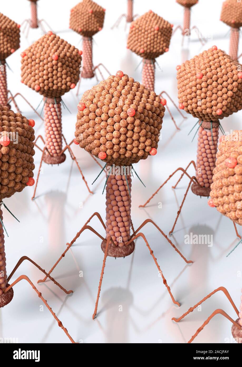 Bacteriophages, computer artwork. A bacteriophage, or phage, is a virus ...