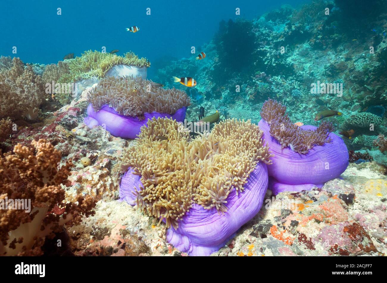 Anemones with anemonefish. Clark's anemonefish (Amphiprion clarkii ...