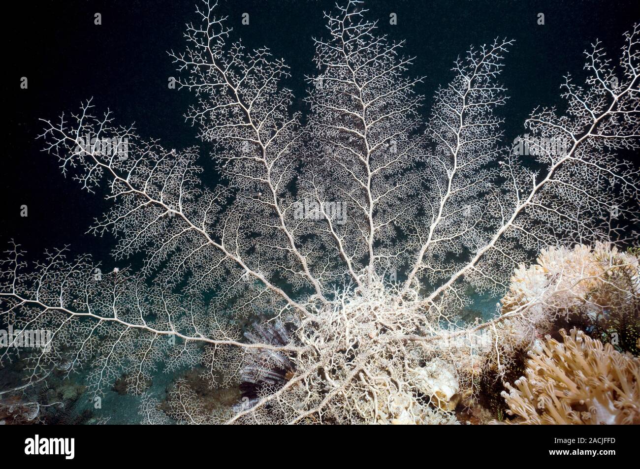 Basket star (Astroboa nuda) on a reef. Basket stars are a species of ...