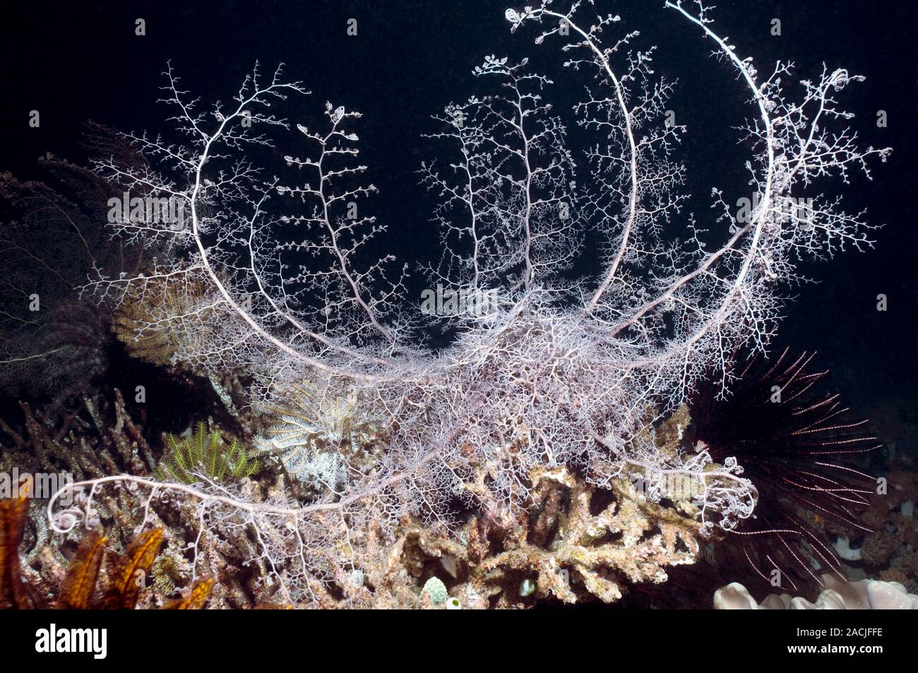 Basket star (Astroboa nuda) on a reef. Basket stars are a species of ...